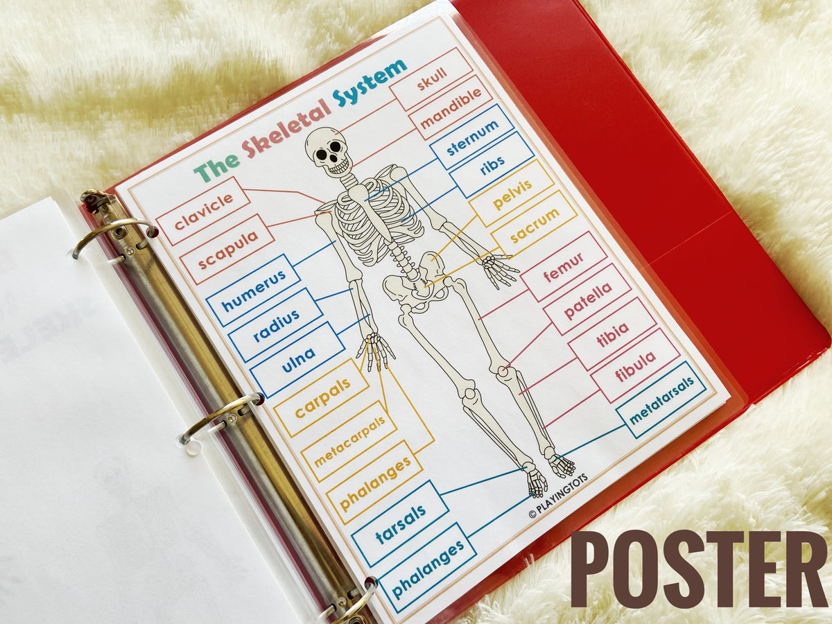 Human Skeleton Anatomy Activity