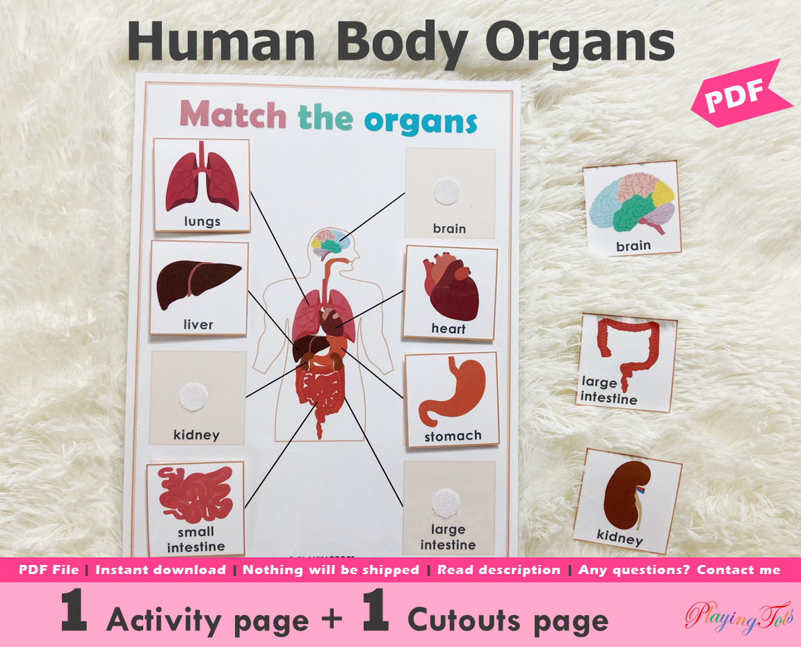 Body Organs Matching Activity, Human Anatomy – Playingtots