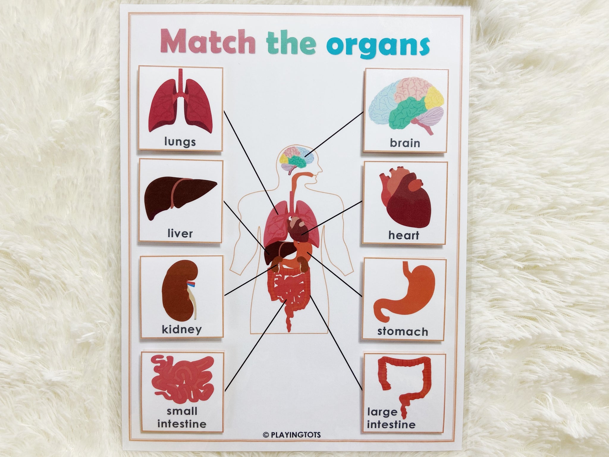 Match The Internal Organs Vocabulary Worksheets Organs