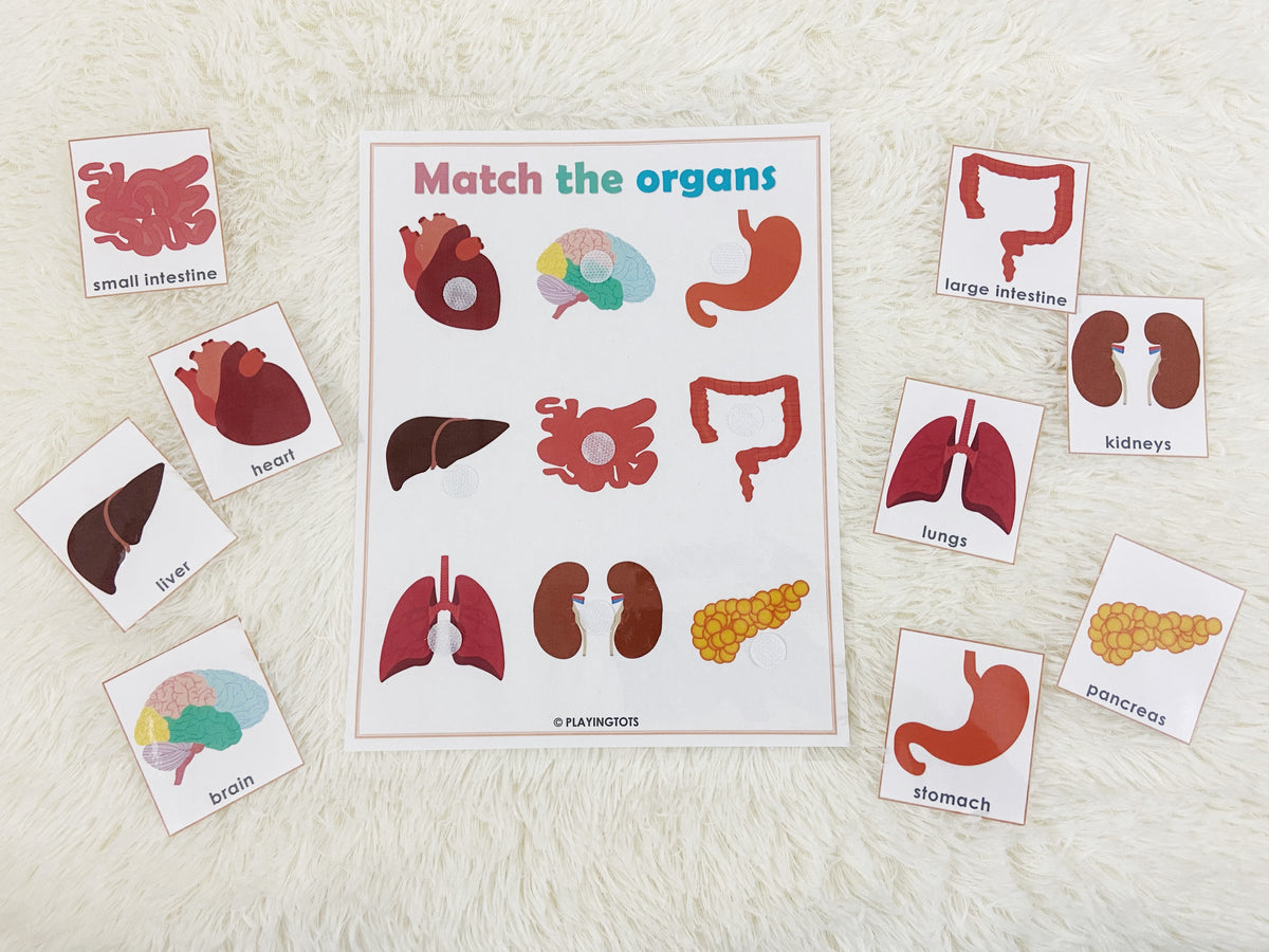 Body Organs Matching Activity – Playingtots
