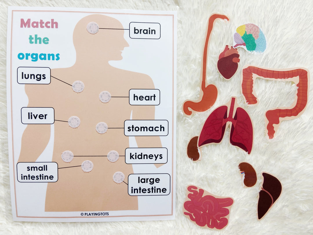 Body Organs Matching Activity, Human Anatomy – Playingtots