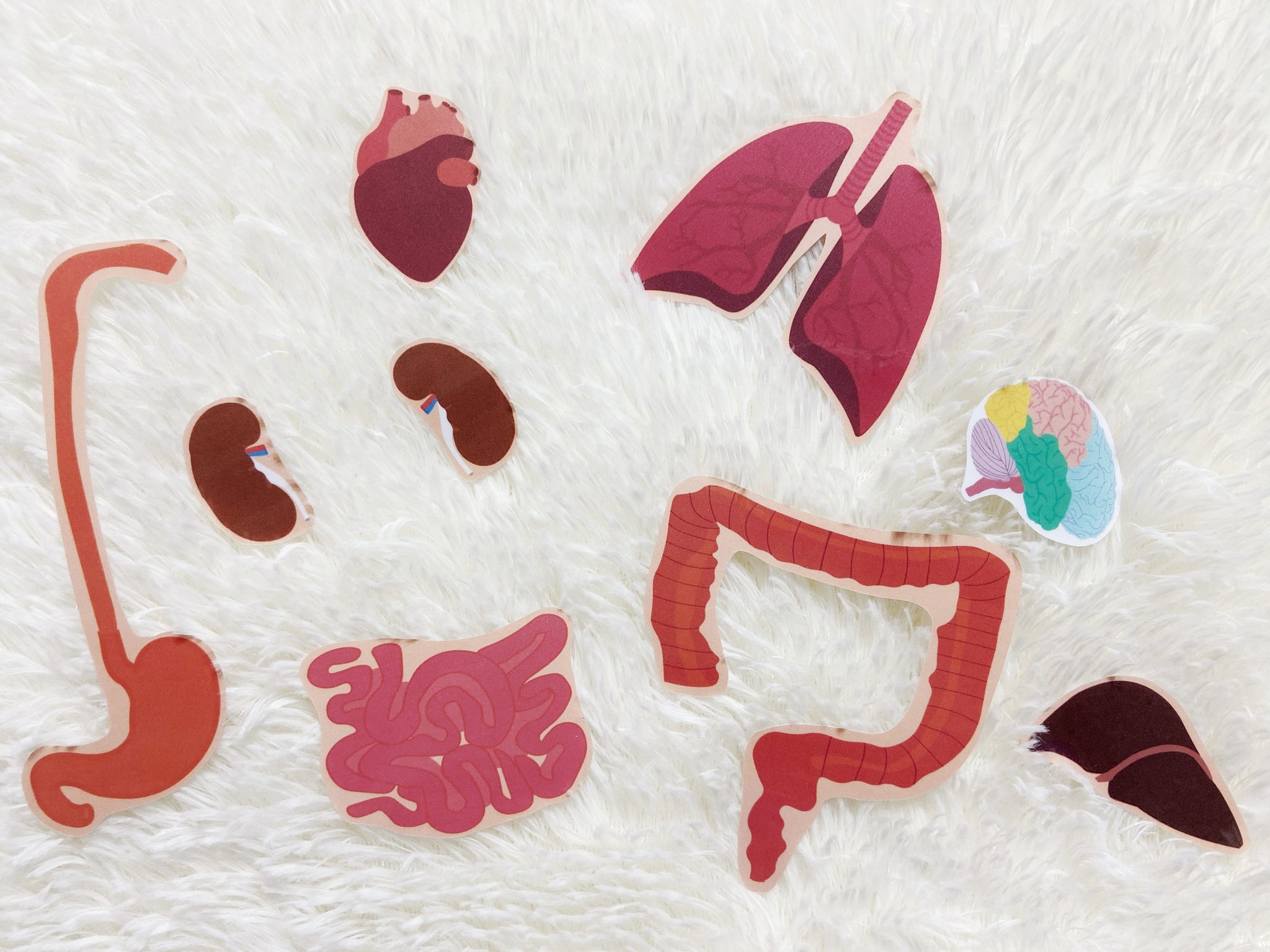Body Organs Matching Activity, Human Anatomy – Playingtots